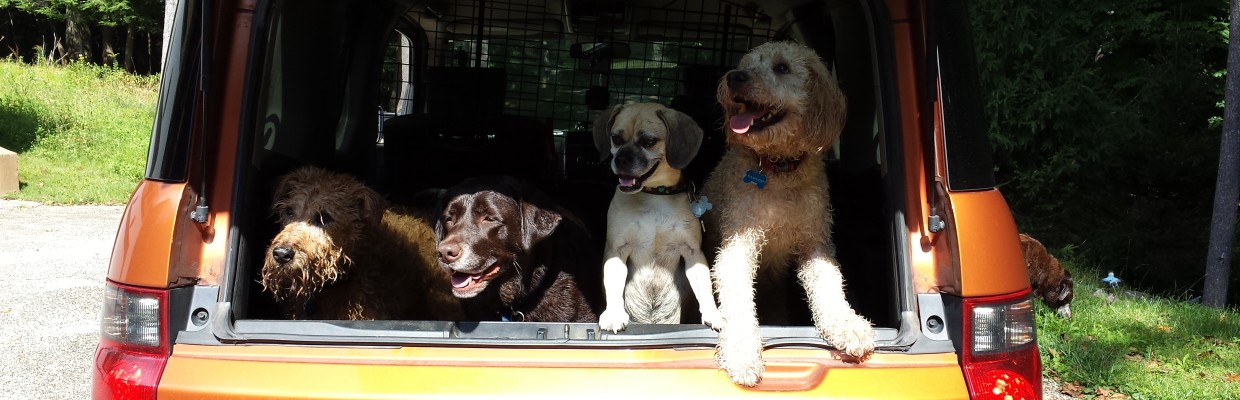 Pets a Go Go LLC - Doggie Day Care, Cage Free Boarding, Grooming and ...