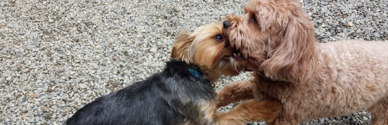 Pets a Go Go LLC - Doggie Day Care, Cage Free Boarding, Grooming and ...