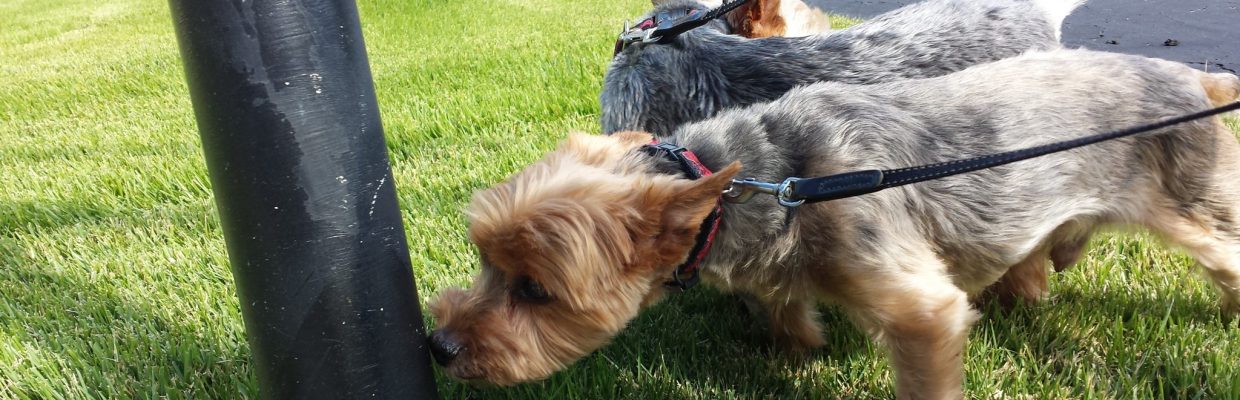 Pets a Go Go LLC - Doggie Day Care, Cage Free Boarding, Grooming and ...